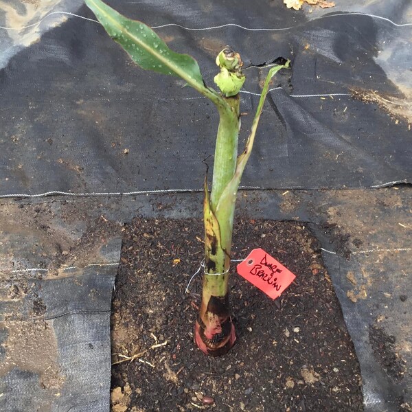 Dwarf Orinoco Banana Pup - Etsy