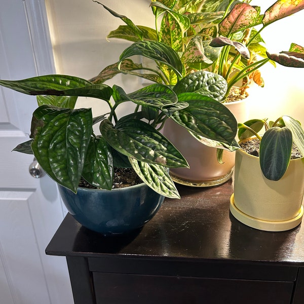 Monstera Peru in 4" Pot, House Plant - Etsy