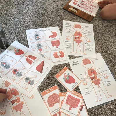 Human Anatomy Printable. Homeschool, Preschool Curriculum. My Body ...