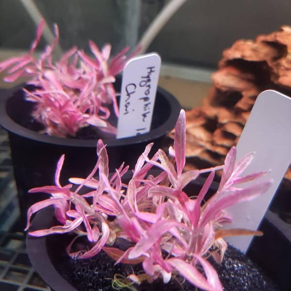 Rotala Bonsai Tissue Culture - Compact Aquatic Plant - Aquatic Stem ...
