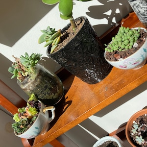 3 Large Blue Chalk Sticks Cuttings Senecio Mandraliscae - Etsy