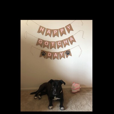 Happy Gotcha Day Bunting Banner Sign Dog Cat Rescue Birthday Day ...