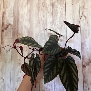 Hoya Australis Ssp. Keysii Easy to Grow Hoya - Etsy