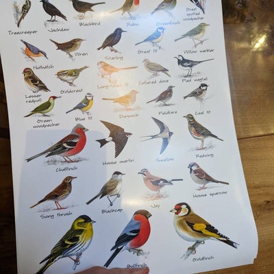British Garden Birds Identification Chart Wildlife Poster A5 A4 A3 A2 ...