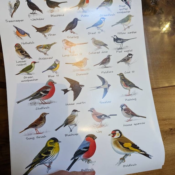 British Garden Birds Identification Chart Wildlife Poster A5 A4 A3 A2 ...