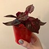 IRESINE HERBSTII BLOODLEAF | Intense Deep Purple Plant 6cm Pot ...