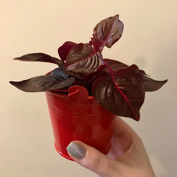 IRESINE HERBSTII BLOODLEAF | Intense Deep Purple Plant 6cm Pot ...