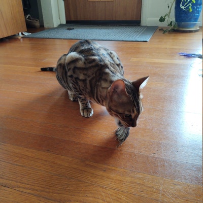 Dried Quail Wings4 for Crafts & Cats - Etsy