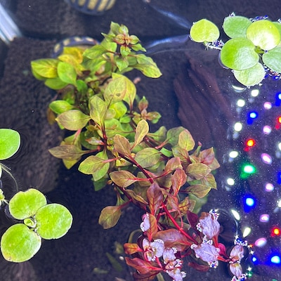 Water Sprite Lace Leaf Medium Pack of 3 Live Aquarium Plants Fast ...