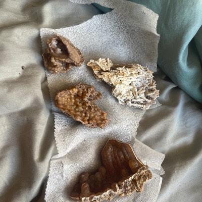 Giant Ice Age Capybara Fossil Set - Etsy