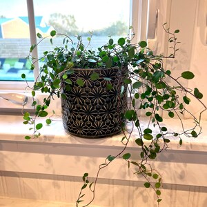 Angel Vine wire Vine Plant - Etsy