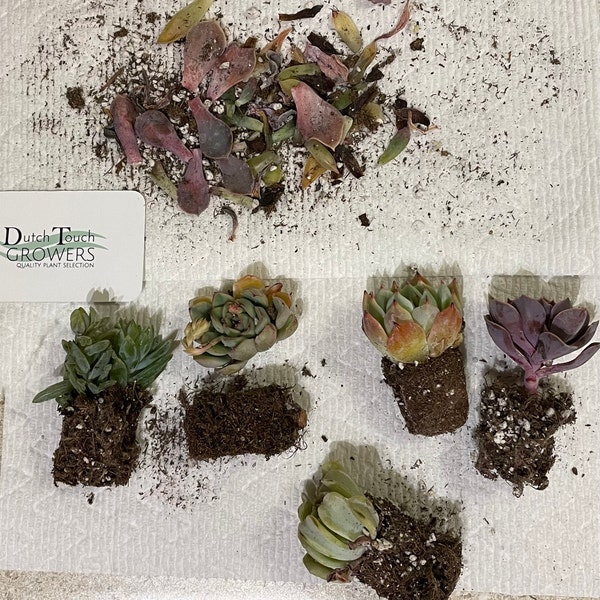 Assorted Live Rooted Succulent Plugs | Great for Baby Showers, Wedding ...