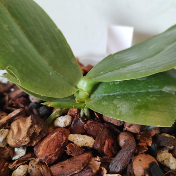 Rlc. Sung Ya Green 'mailman' (2.5” Pot) - Etsy