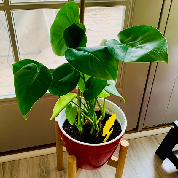 Monstera Deliciosa Tropical Split Leaf Plant | Live Indoor & Outdoor ...