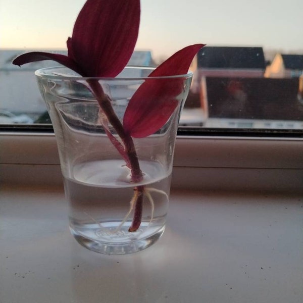 50 Lobelia erinus 'Rosamund' Samen---Blumensamen--Pflanzensamen ...