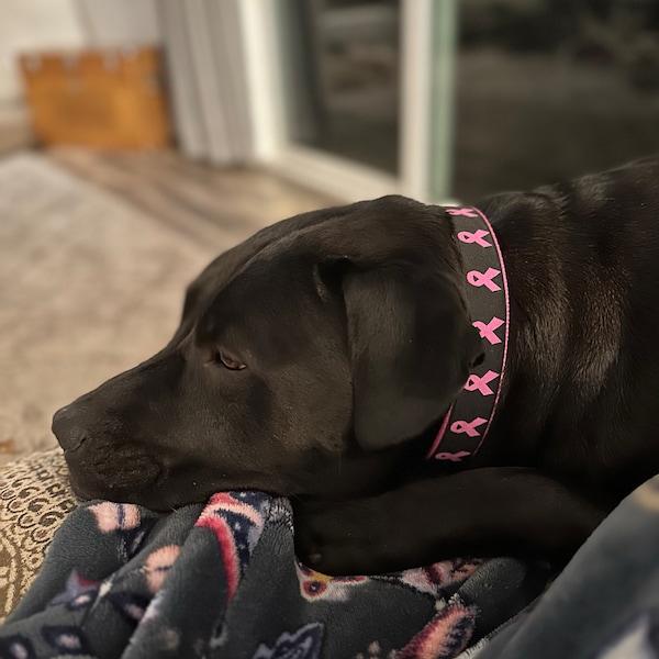 Labrador Retriever Dog Collars, Canoe Dog Collars, Wilderness Dog ...