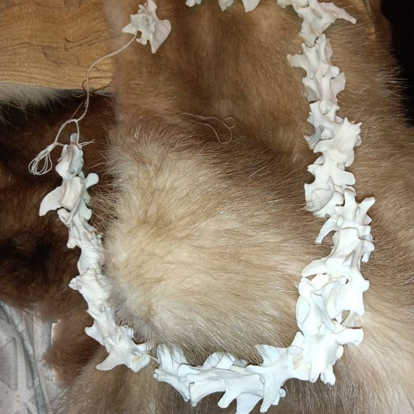 25 Pcs Fox Bone Vertebrae. A Complete String of Fox Spines. - Etsy