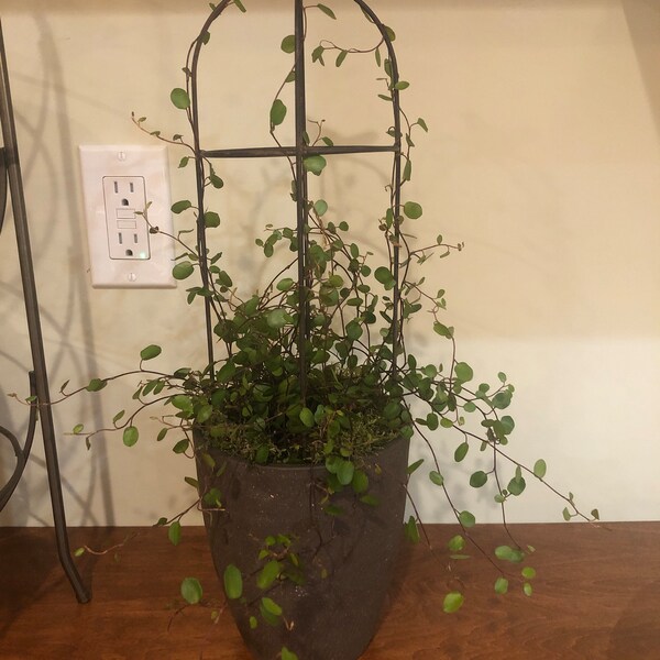 Creeping Wire Vine, Angelvine, Muehlenbeckia Complexa, Draping Tiny ...