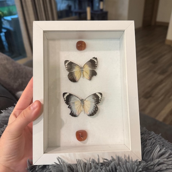 Complete Butterfly Mounting Kit With Spreading Board, PRESERVED ...