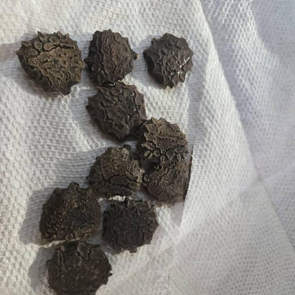 20-100 Jicama Seeds Vegetable Mexican Yam Bean Root, Hột Củ Sắn, 2025 ...