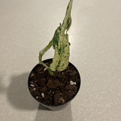 Albo Variegated Spider Man Monstera variegated Amydrium Medium Starter ...