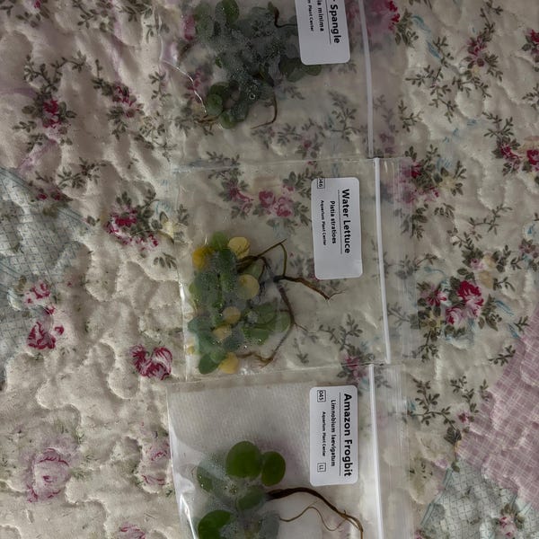 Floating Plant Package #1, Frogbit + Dwarf Water Lettuce + Water ...
