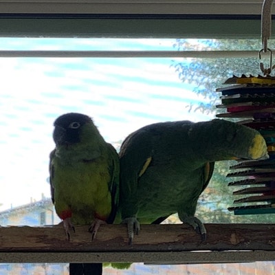 Medium Fiesta Bird Toy Rabbit Toy Chinchilla Guinea Pig - Etsy