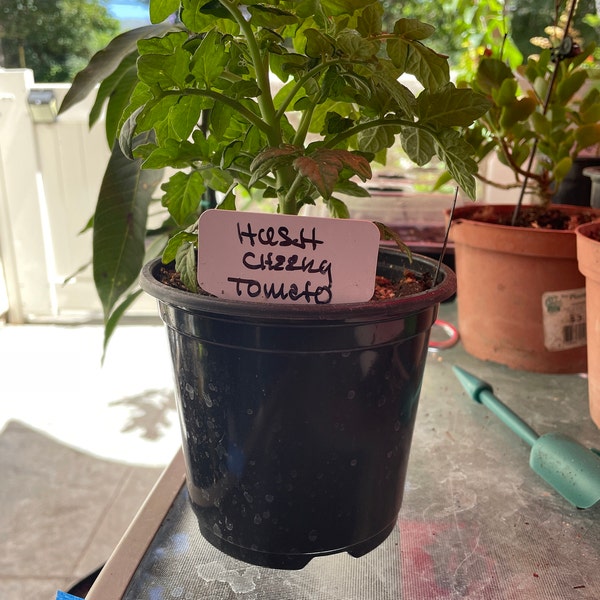 Basil, Everleaf Emerald Towers, Ocinum Basilicum, 50 Organic Seeds ...