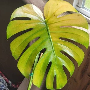Monstera Plant, Swiss Cheese Monstera Rooted Cuttings, Indoor Plant ...