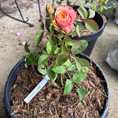 Rare New Rose. Red Juicy Terrazza. 红果汁flower Machine. Continue Blooming ...