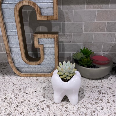 Succulent Pot, Mịni Planter, Tooth Planter Gift for Dentists ...