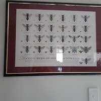 Native Bees of Western Australia Poster - Etsy Australia