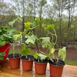 Mint Cuttings One Cutting Each From 38 Mint Variations Water ...