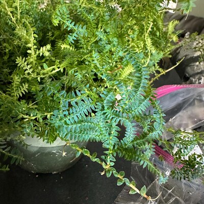 6 Ficus Lyrata Fiddle Leaf Fig LIVE PLANT Growers Pot House Plant ...