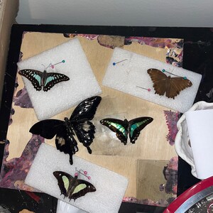 Butterfly Mounting Kit for Beginners, With Real Butterflies and Tools ...