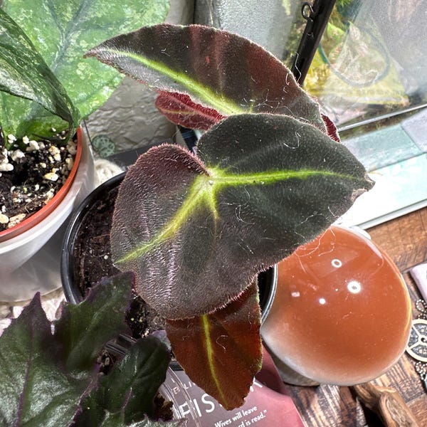 Chester Fern Starter Plant ALL STARTER PLANTS Require You to Purchase 2 ...