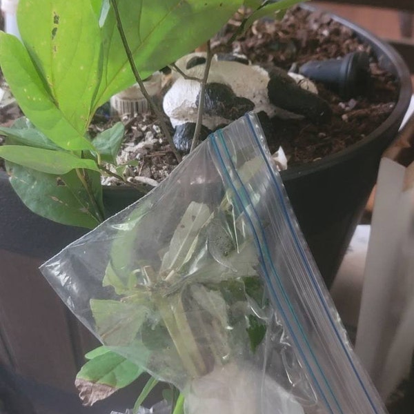 Orleans Antique Apple Tree Cuttings Scions for Rooting Grafting - Etsy