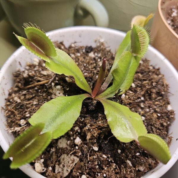 Set of 2 Akai Ryu Red Dragon Venus Fly Trap Dionaea Muscipula Live ...