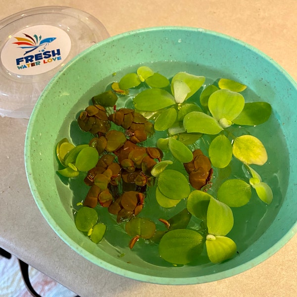 Combo 5 Dwarf Water Lettuce + 5 Red Root Floaters Live Floating Aquatic ...