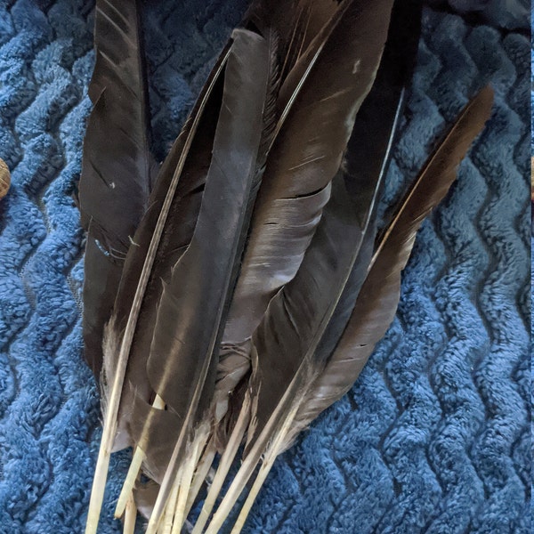 Ten Long English Crow Wing Feathers - Etsy