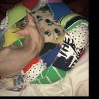 PDF Amish Knot Rag Rug Tutorial Round Rug & Oval Rug - Etsy Canada