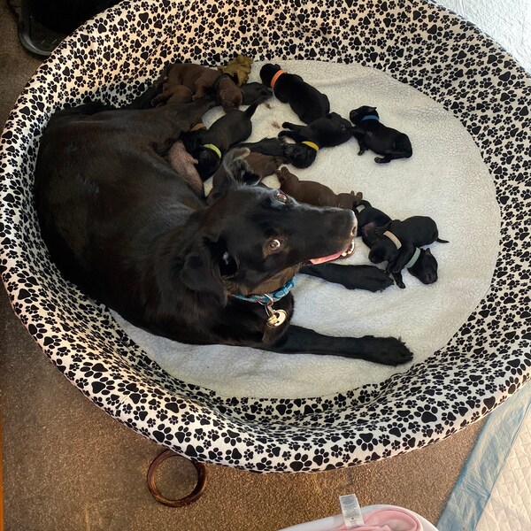 Whelping Box Cover for Medium Wading Pool - Single Pack (pool Not ...