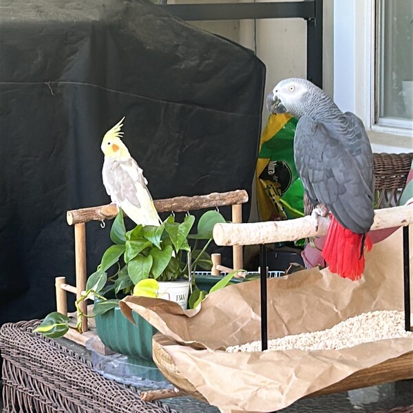 Textured Wooden Parrot Stand • Modern Parrot Stand • Tabletop Parrot ...