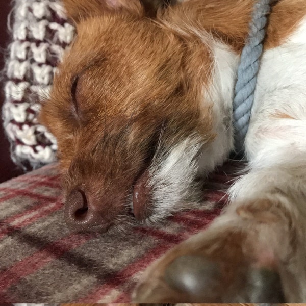 Seaside Blue Natural Cotton Rope Dog Collar - Nautical Dog Collar ...