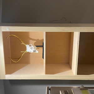 European Skull Mount Table Top Display - Etsy