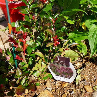 First Editions® Purple Magic™ Dwarf Crape Myrtle Live Plant Full Gallon ...