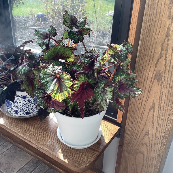 Rex Begonia 'festive Red & Green' - Etsy
