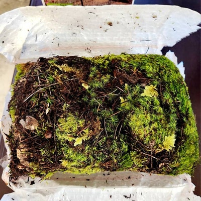 4 Square Feet LIVING Patch Moss Pillow Moss Bun Moss Cushion Moss ...