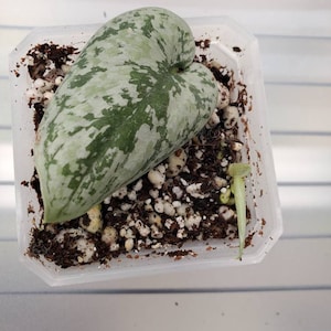 Cebu Blue Ghost Variegated Epipremnum Pinnatum Rooted Starter Plant - Etsy