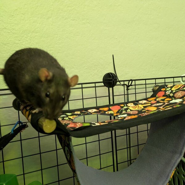 Lux Bonding Pouch for Rats, Small Animal Bonding Pouch, Sugar Glider ...